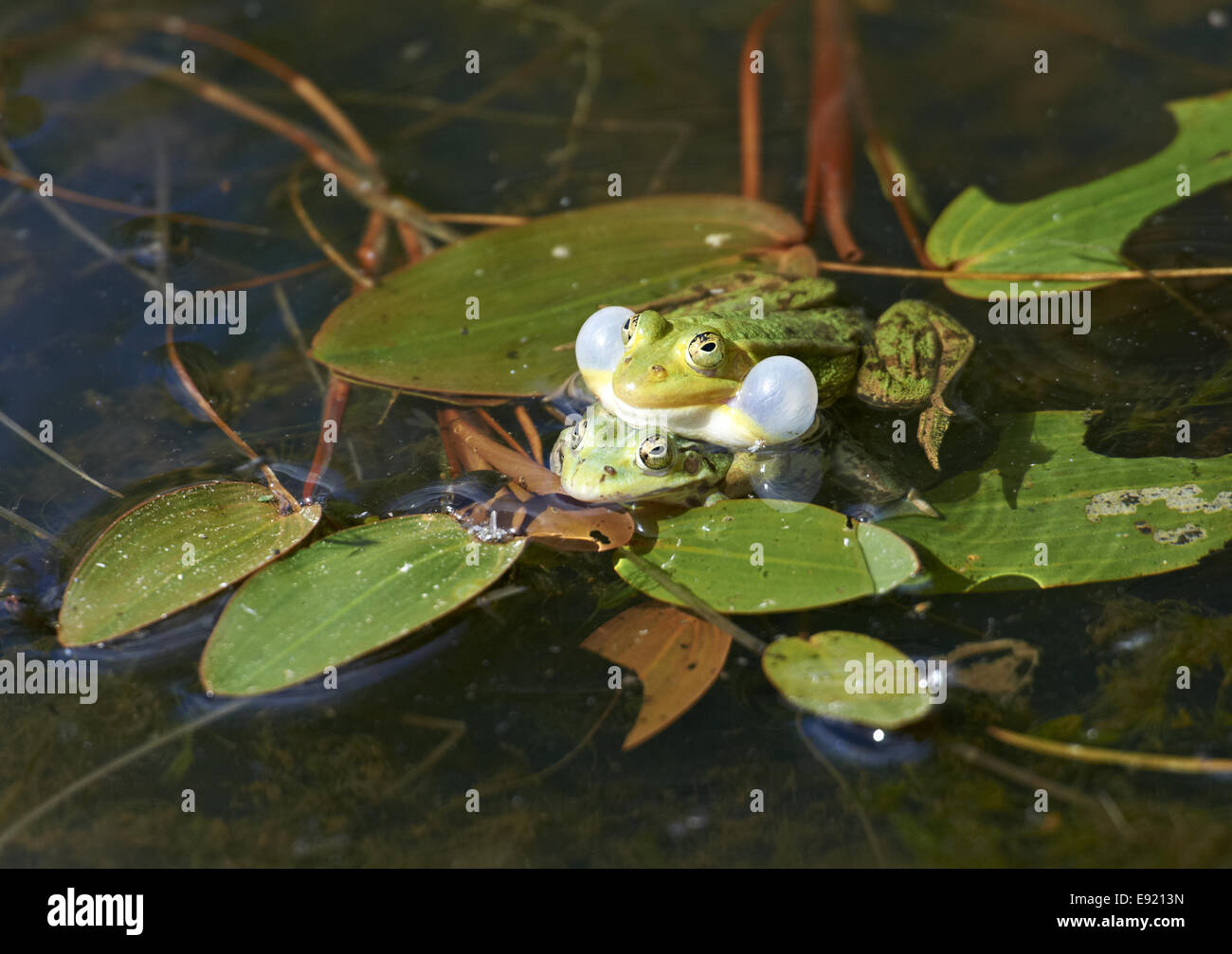 Mating pool frogs hi-res stock photography and images - Alamy