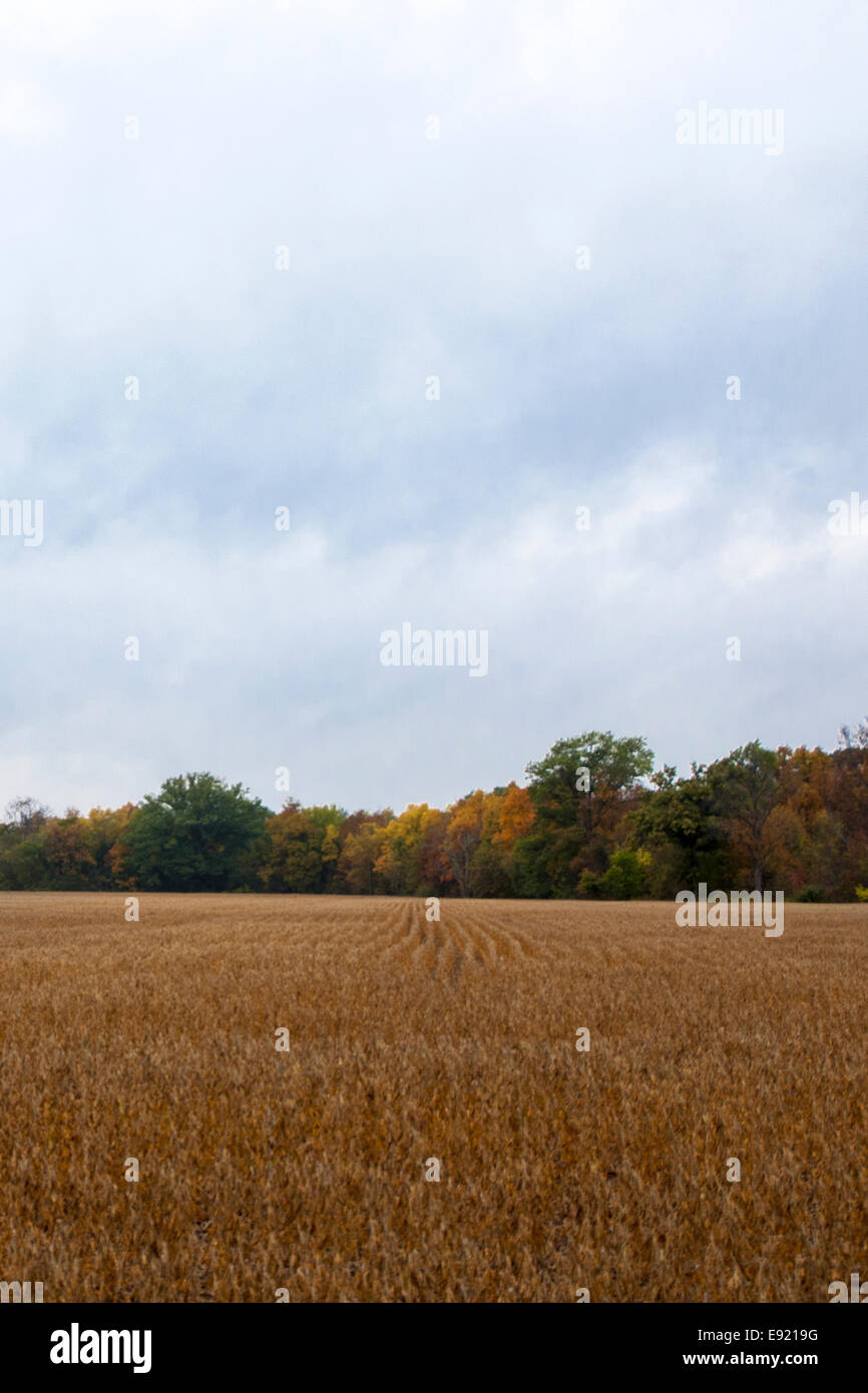 Soybean field with fall leaved trees in the background Stock Photo - Alamy