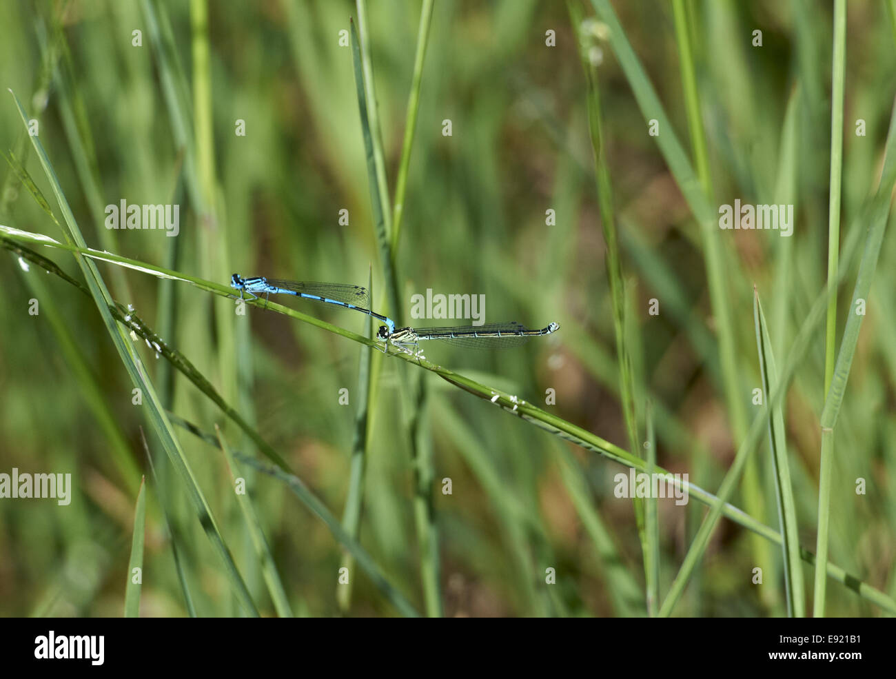 Male and female dragonflies hi-res stock photography and images - Alamy