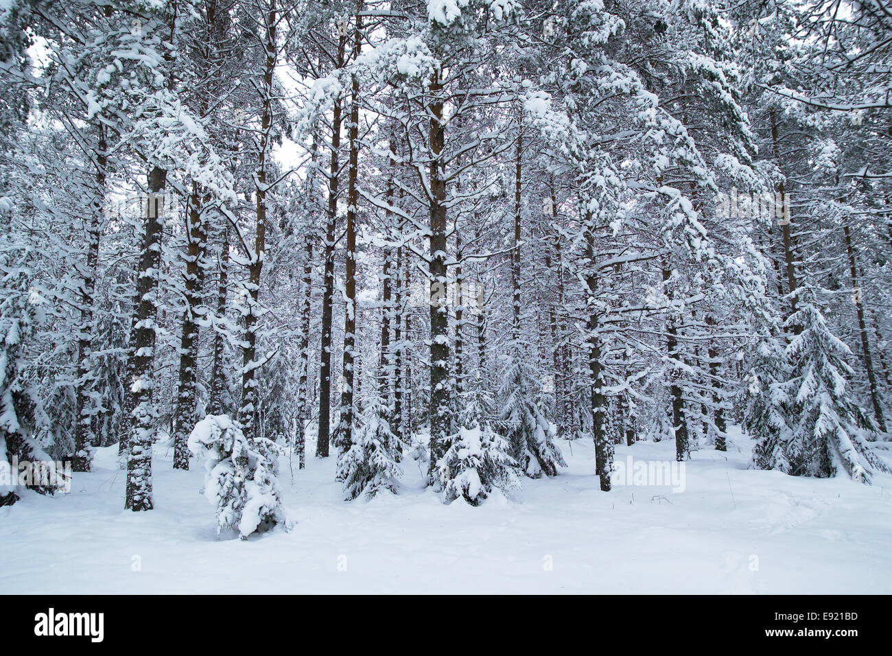 Wintry forest hi-res stock photography and images - Alamy