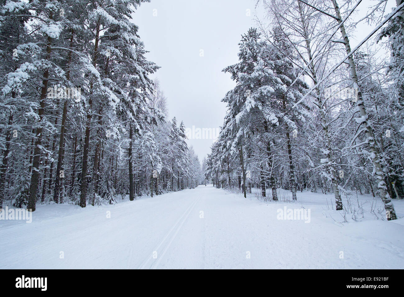 Wintry forest hi-res stock photography and images - Alamy