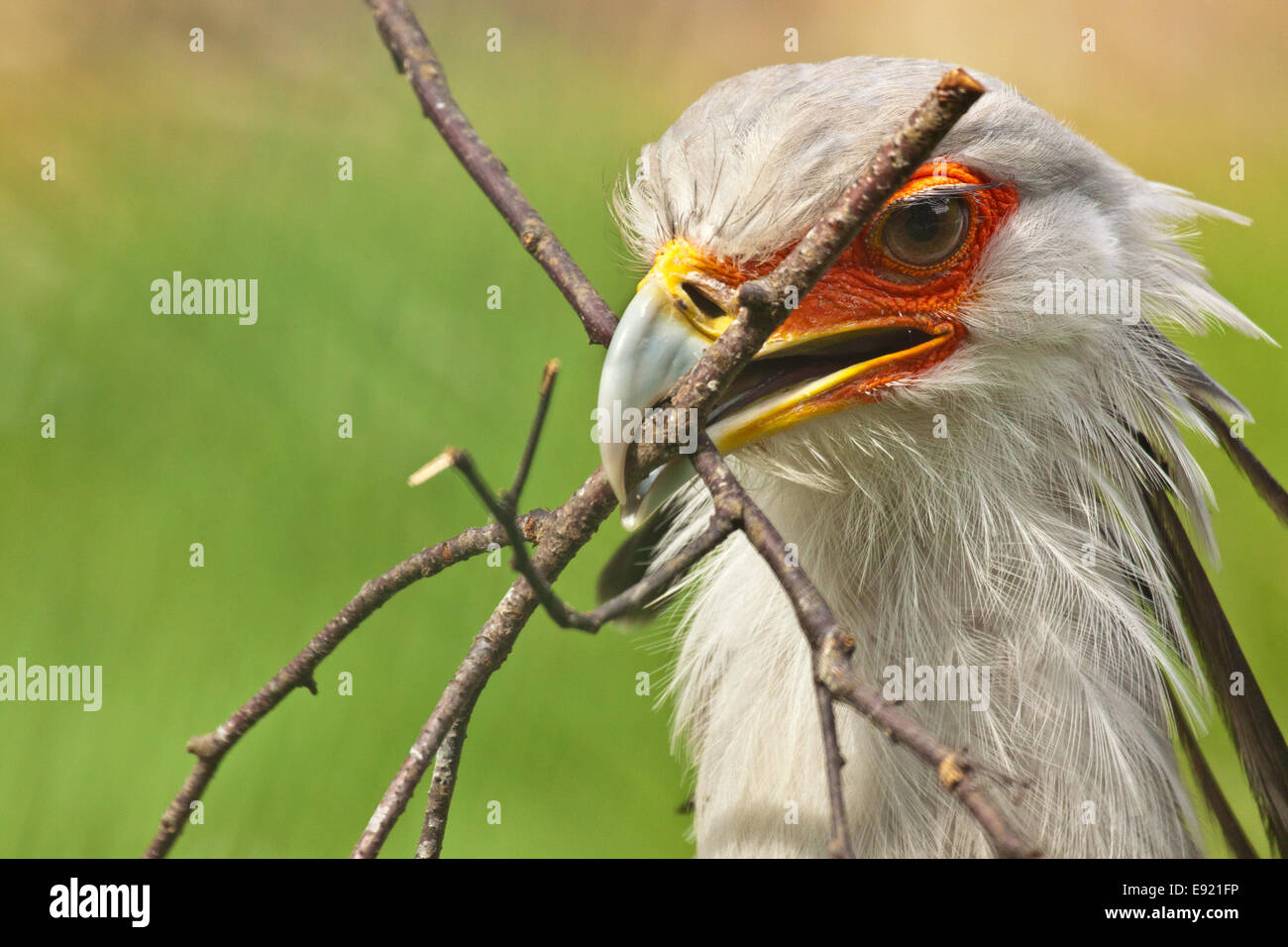 Secretarybird (Sagittarius serpentarius Stock Photo - Alamy