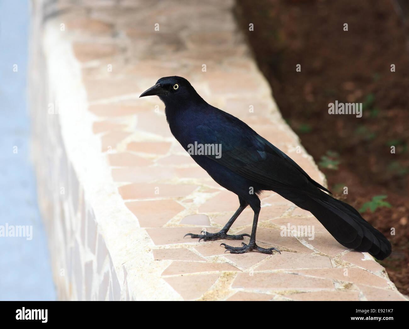 Cuban Crow (Corvus nasicus Stock Photo - Alamy