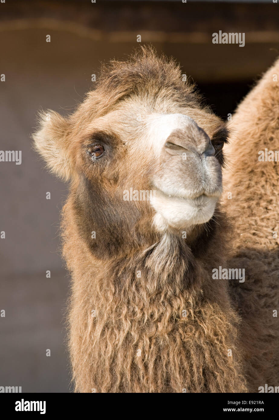 Head and neck of a camel in Moscow zoo Stock Photo - Alamy