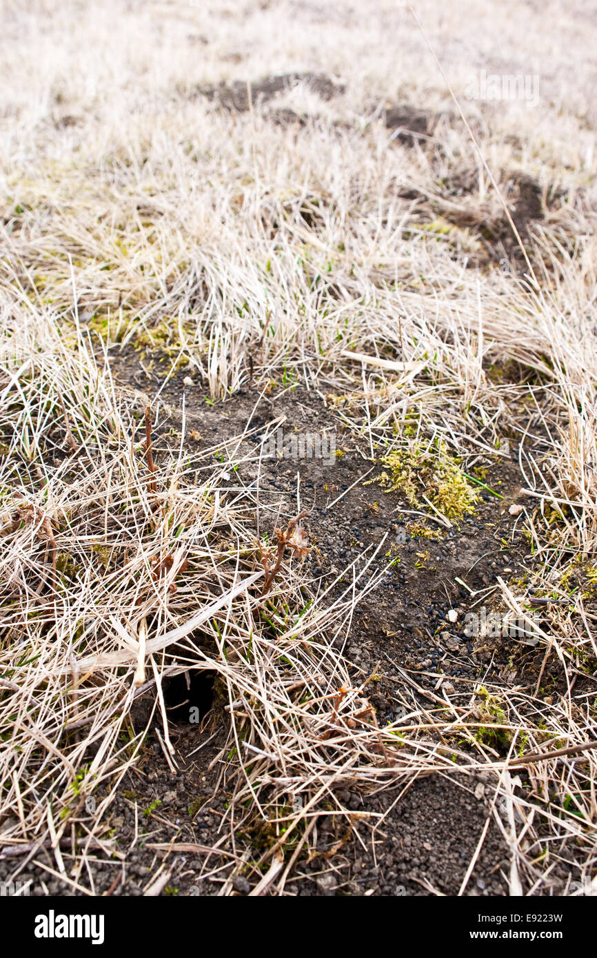 Mouse hole in the meadow Stock Photo - Alamy