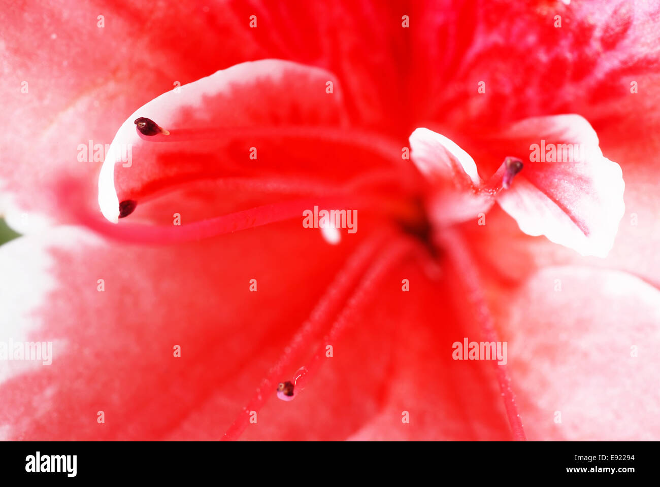 Pink Azalea flower Stock Photo - Alamy