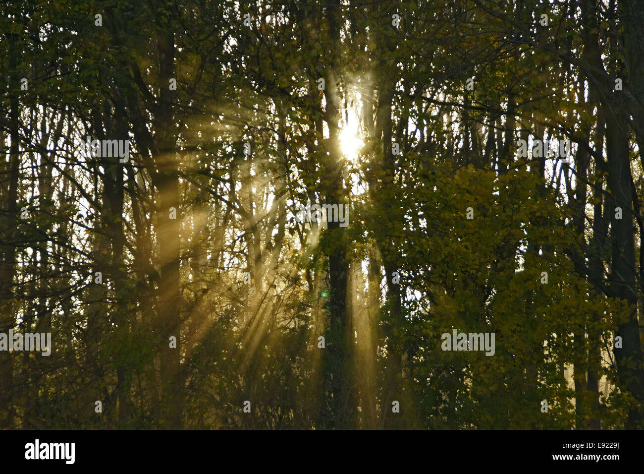 Lightbeams breaking through a group of trees Stock Photo - Alamy