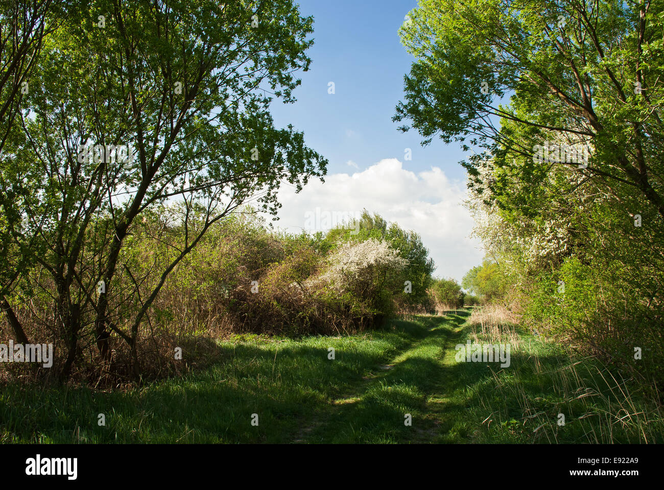 Path in spring Stock Photo - Alamy