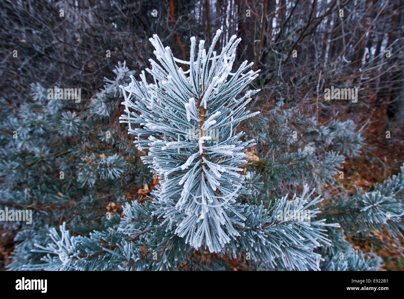 Wald fohre hi-res stock photography and images - Alamy