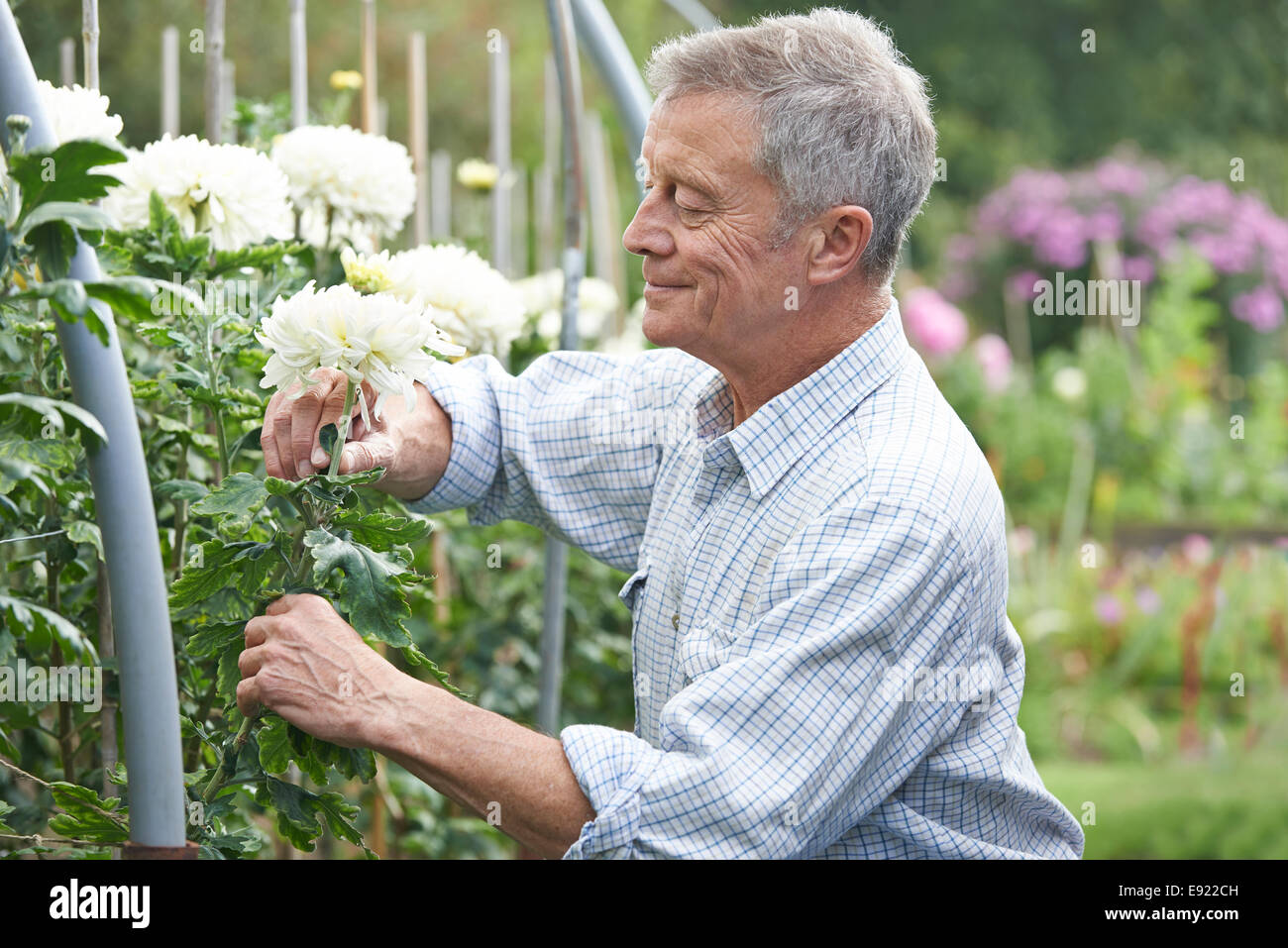 Senior Man Cultivating Flowers In Garden Stock Photo - Alamy