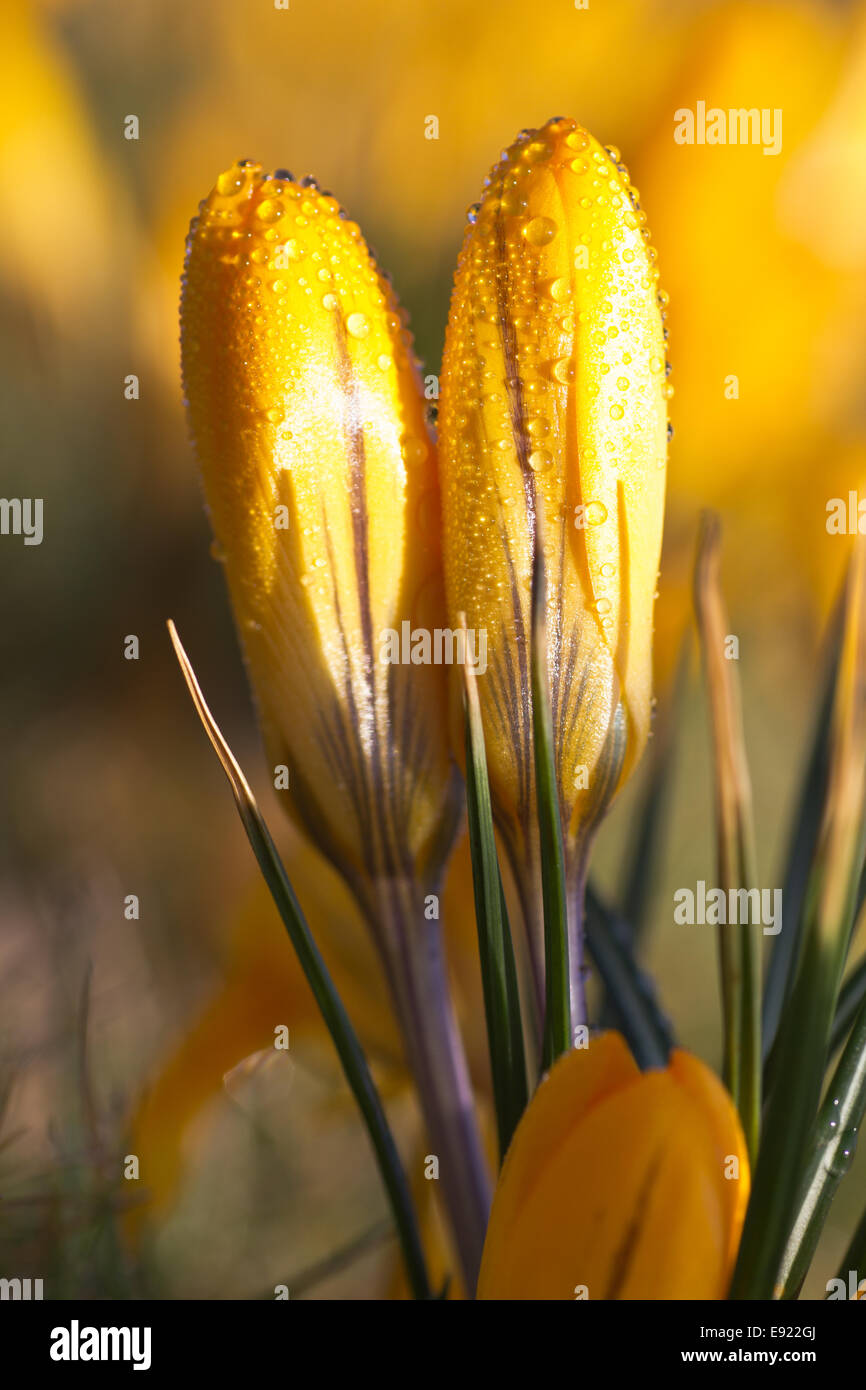 yellow spring crocus in the open countryside Stock Photo - Alamy