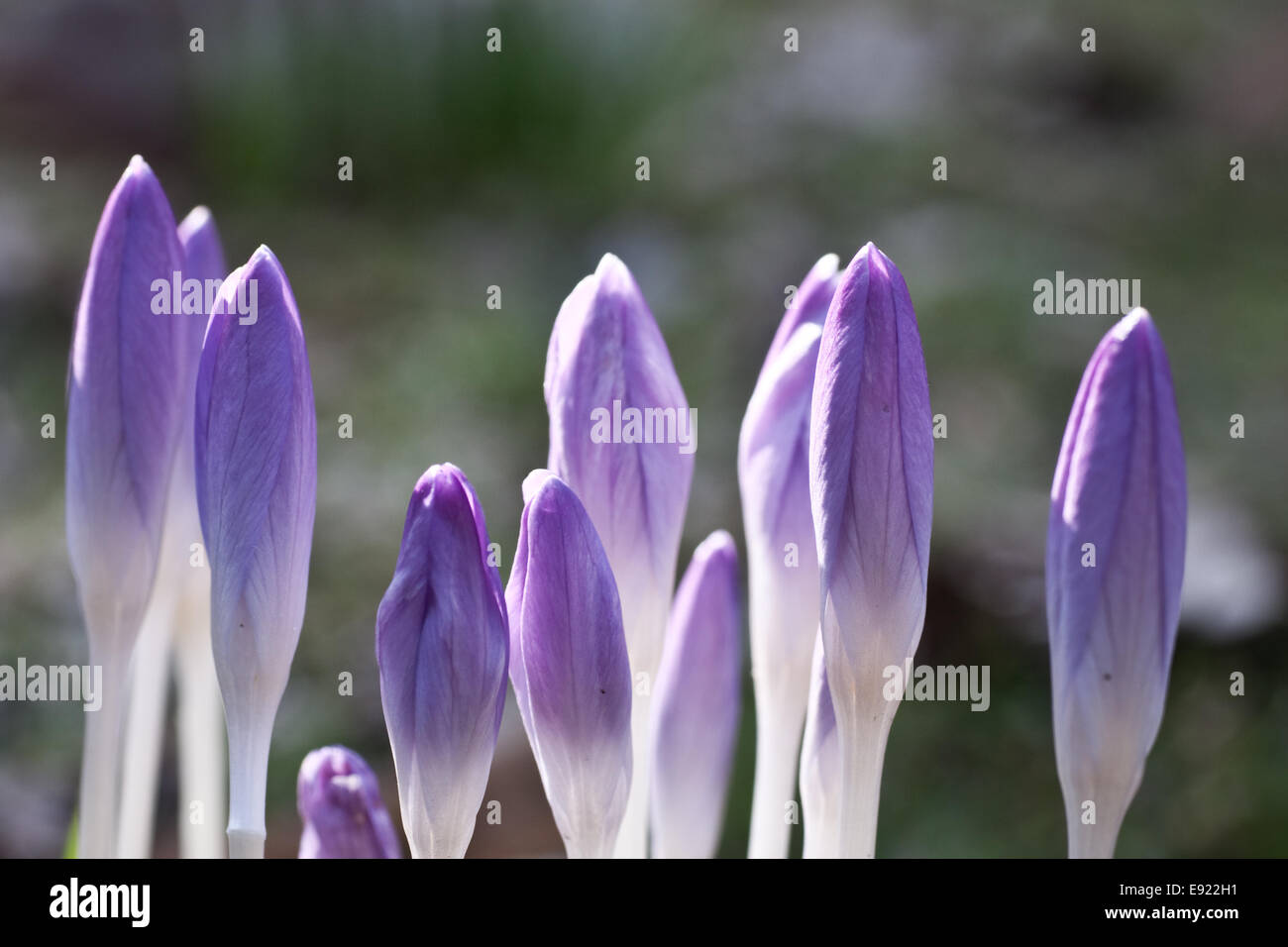 violet spring crocus buds close up Stock Photo - Alamy