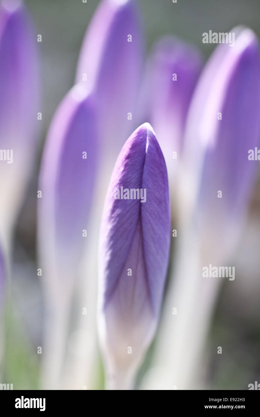 violet spring crocus buds close up Stock Photo - Alamy