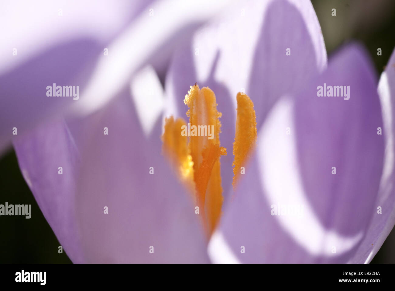 violet spring crocus close up Stock Photo - Alamy