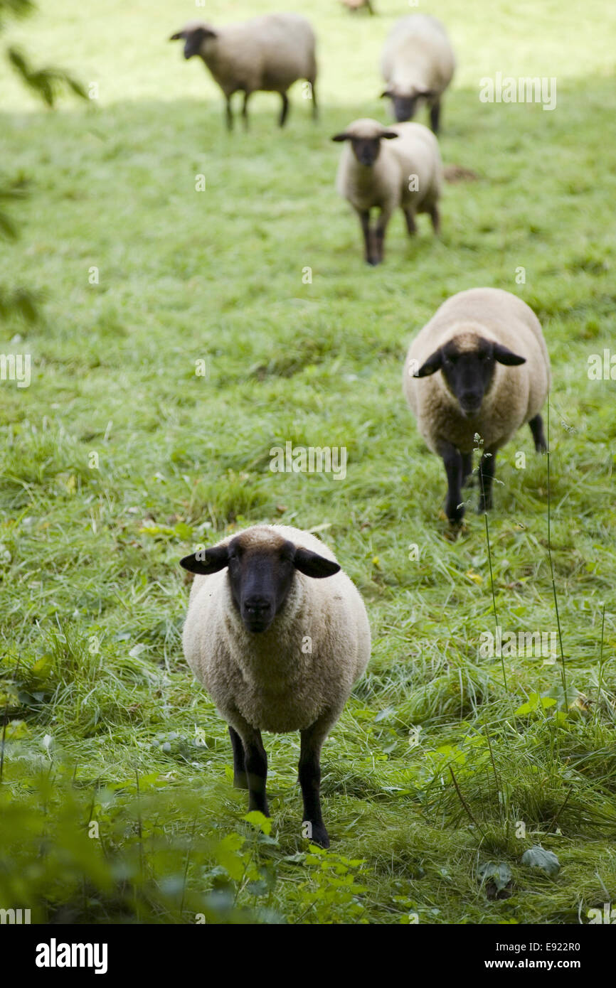 Weißes weißes fleisch hi-res stock photography and images - Alamy