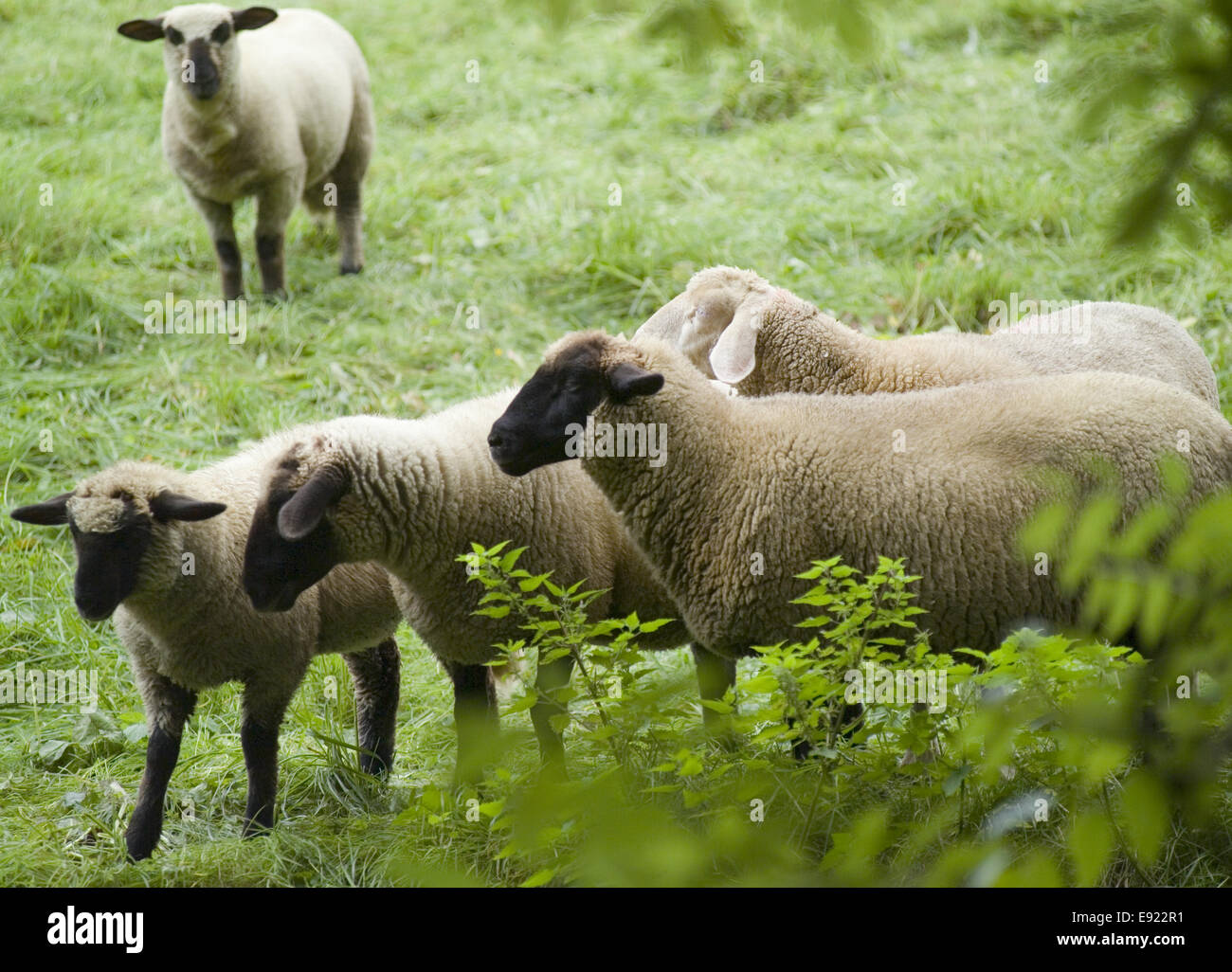Weißes weißes fleisch hi-res stock photography and images - Alamy