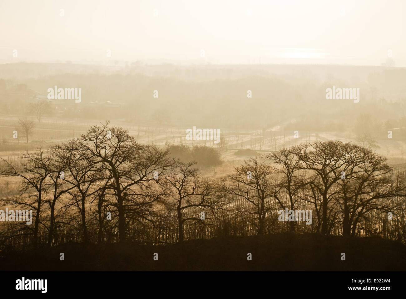 Trees in the morning dust Stock Photo - Alamy