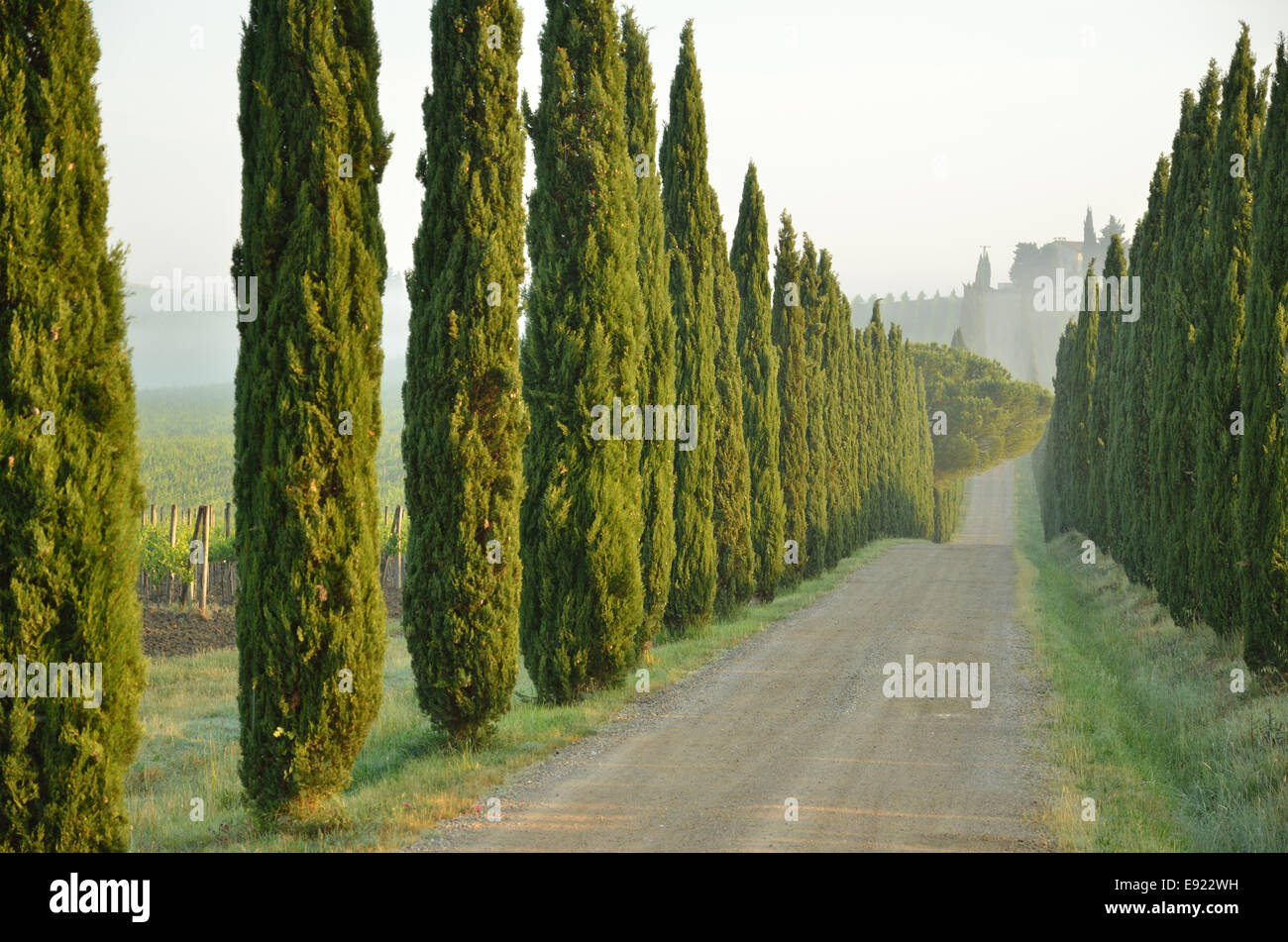 A tipycal wooded path in Tuscany Stock Photo - Alamy