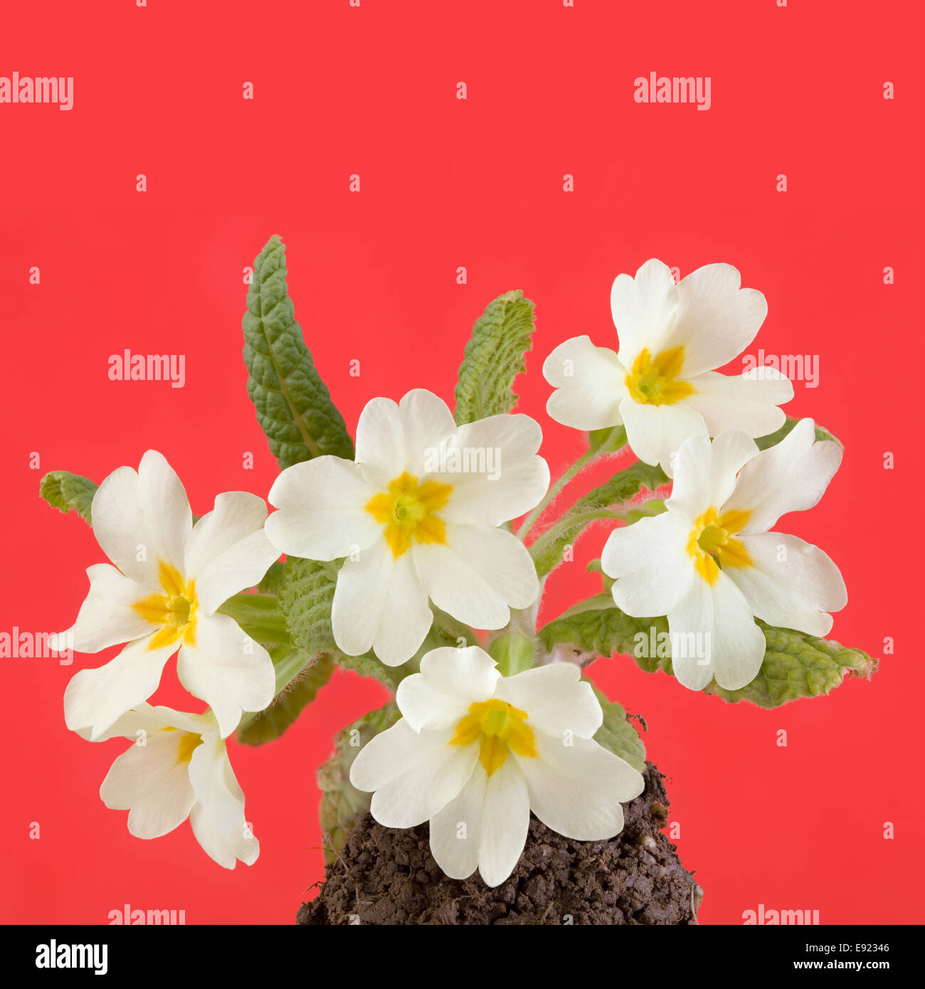 Bunch of primroses hi-res stock photography and images - Alamy