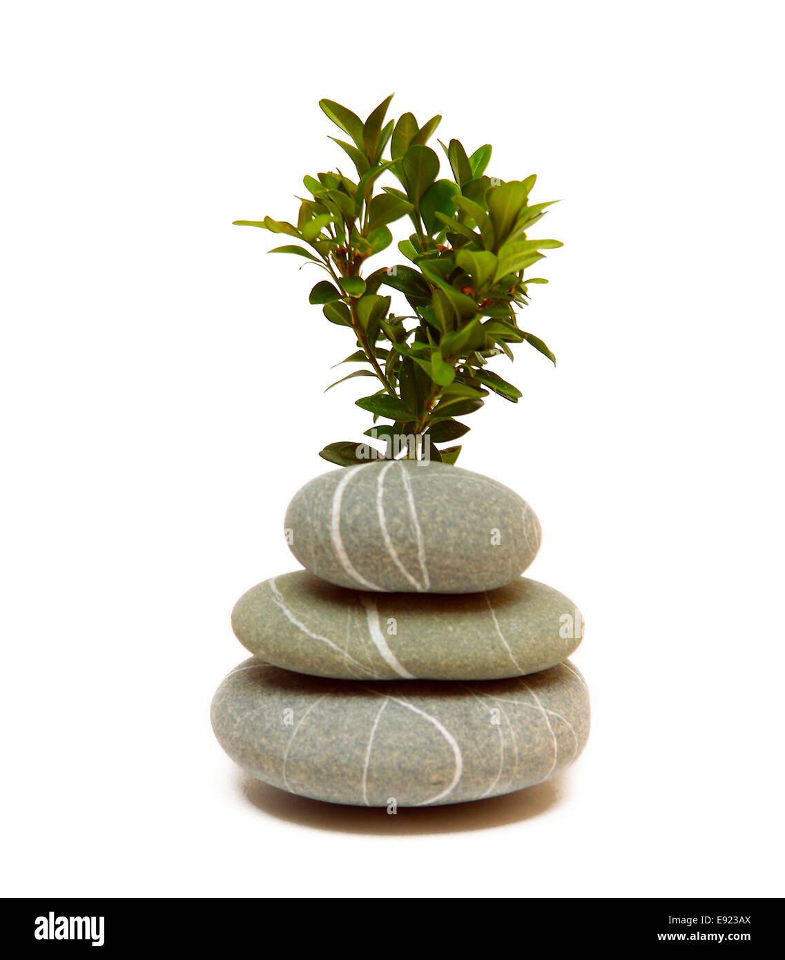 Leaves of the tree and a pebbles on white Stock Photo - Alamy