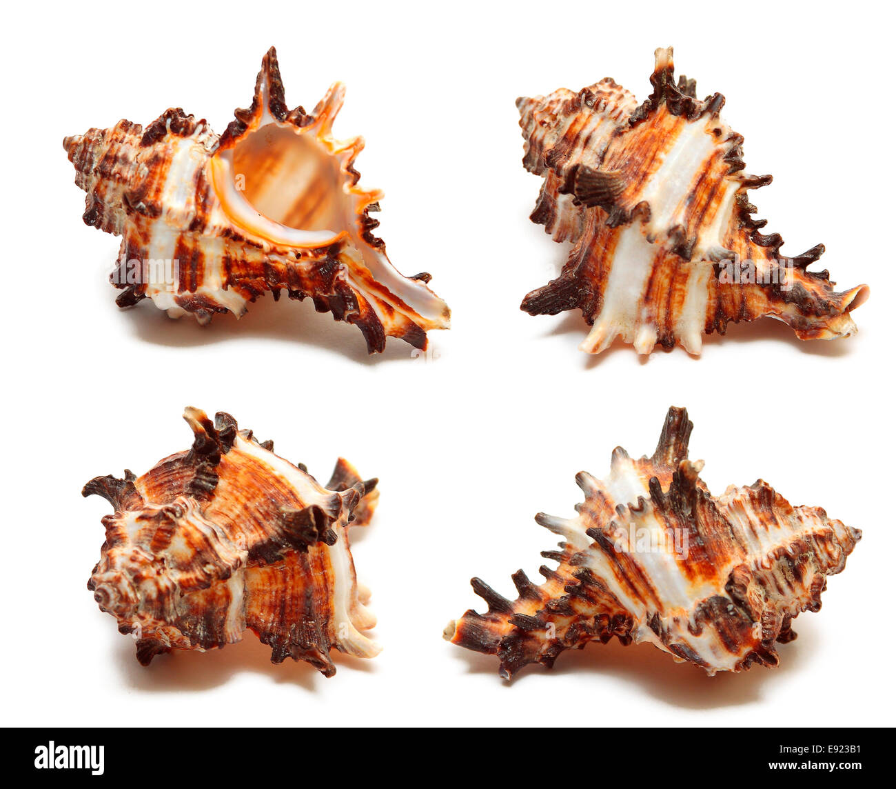 Exotic sea shell on Cut Out Stock Images & Pictures - Alamy