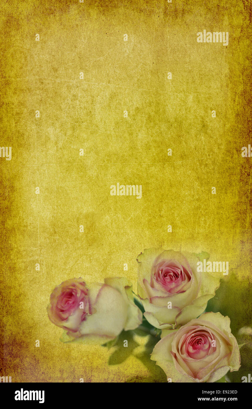 roses on old paper Stock Photo - Alamy