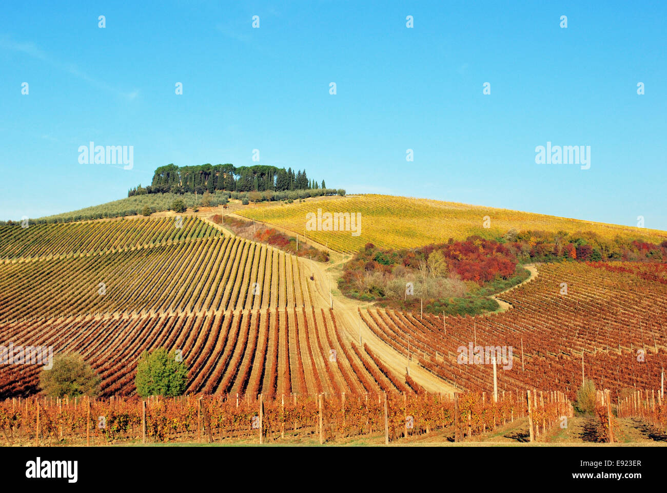 Typical tuscan landscape vineyard hi-res stock photography and images ...