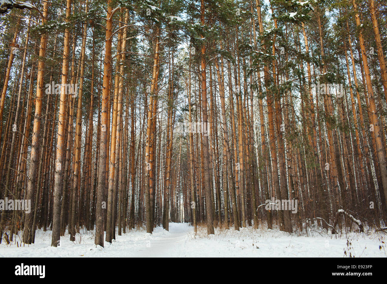 Deep pine forest hi-res stock photography and images - Alamy
