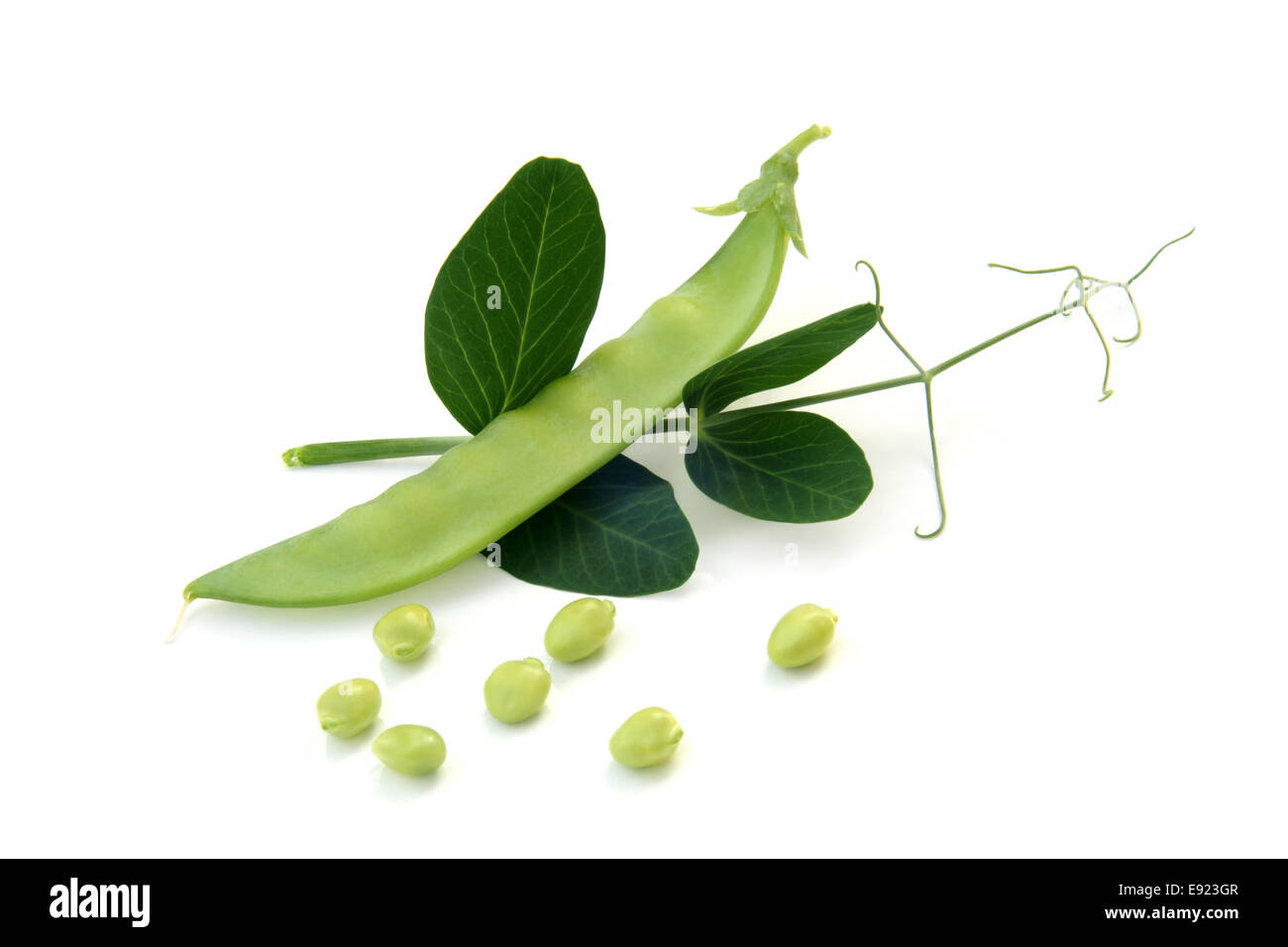 Close up sweet pea leaves hi-res stock photography and images - Alamy