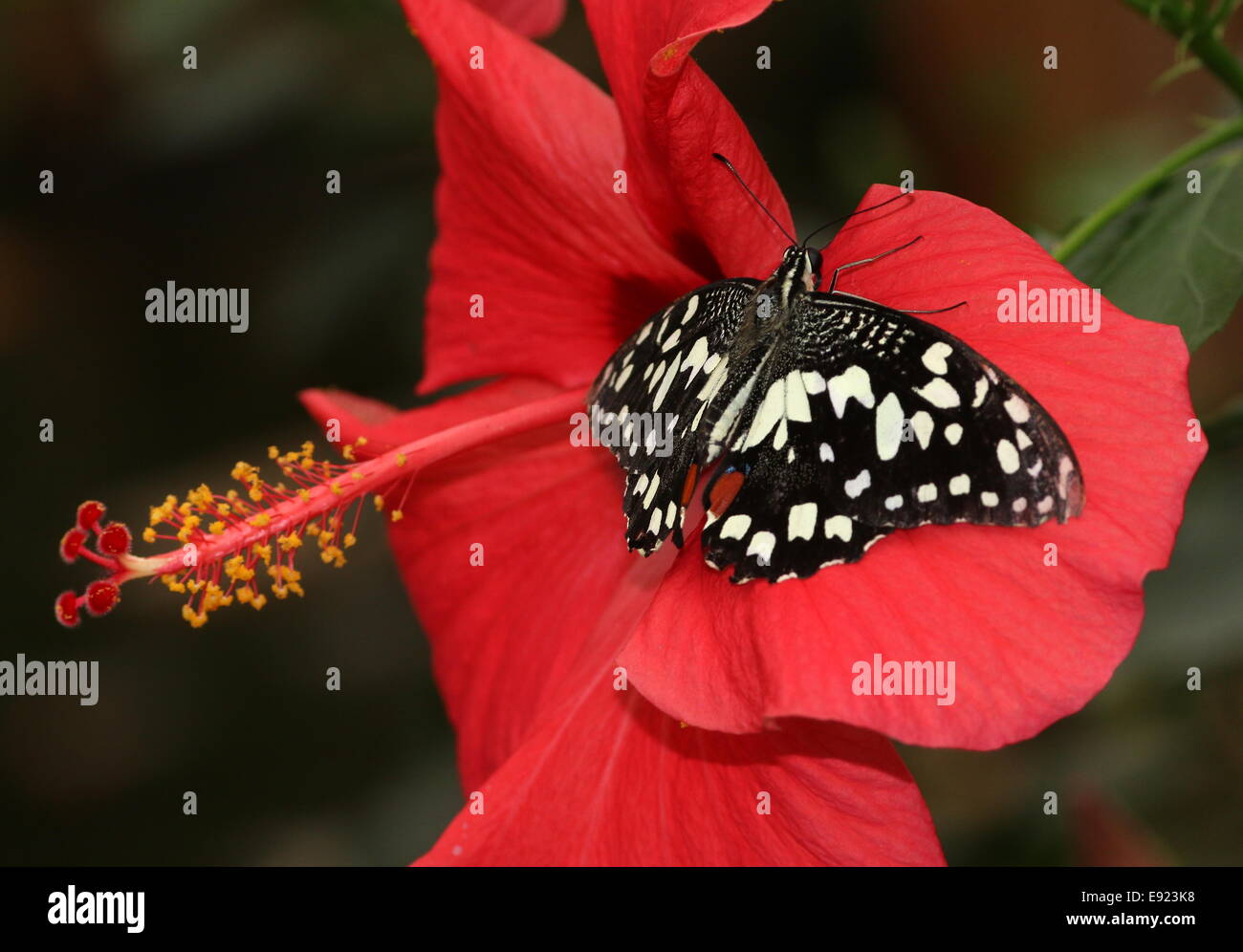 Checkered swallowtail butterfly hi-res stock photography and images - Alamy