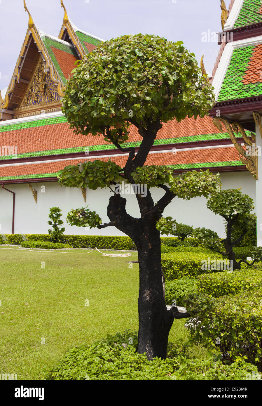 Royal tree hi-res stock photography and images - Alamy