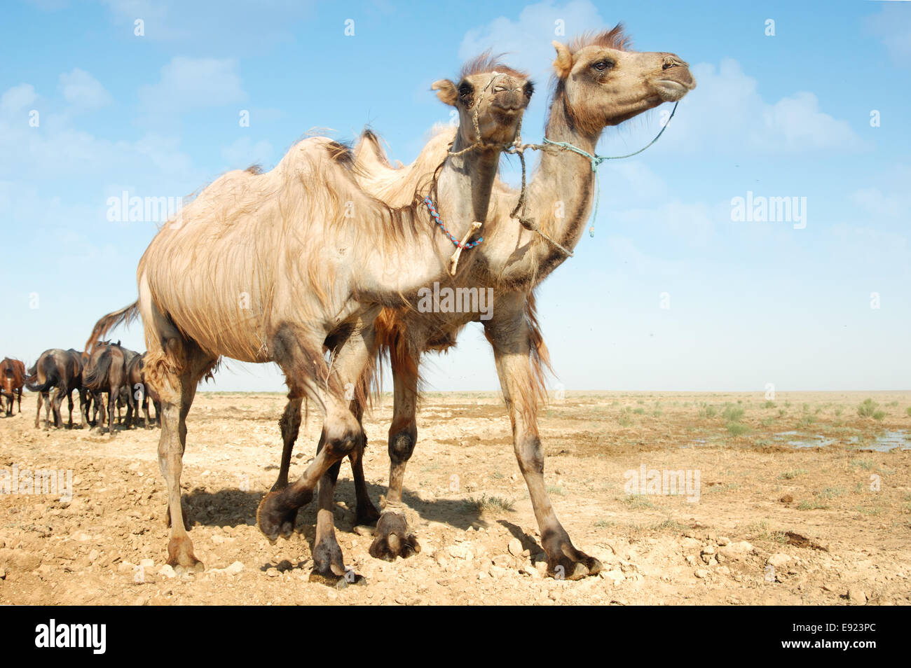 Walking camels hi-res stock photography and images - Alamy