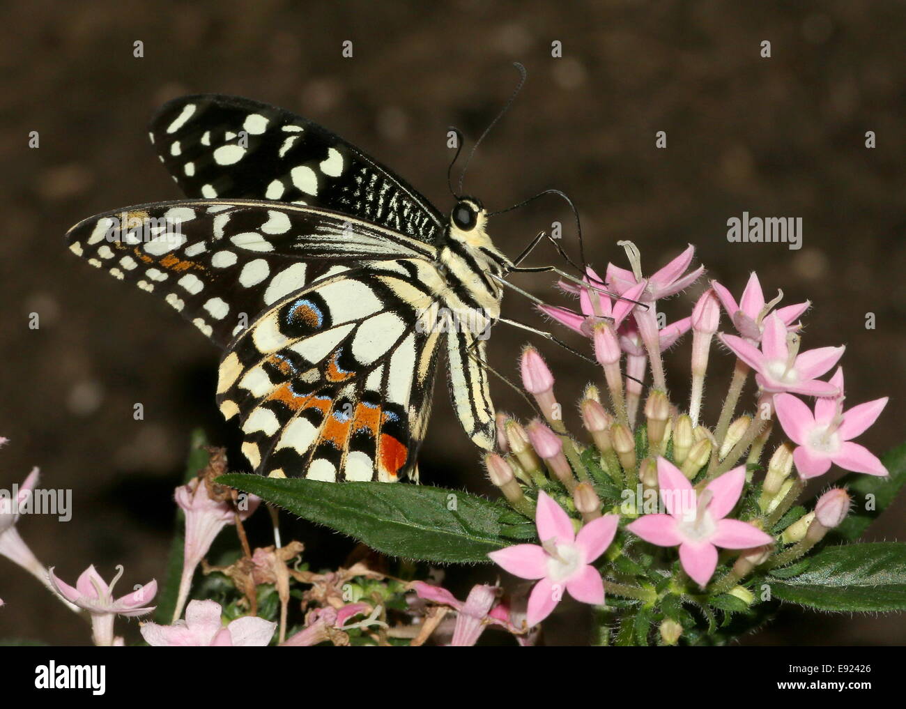Chequered Swallowtail (Papilio demoleus) a.k.a. Lemon or Lime ...