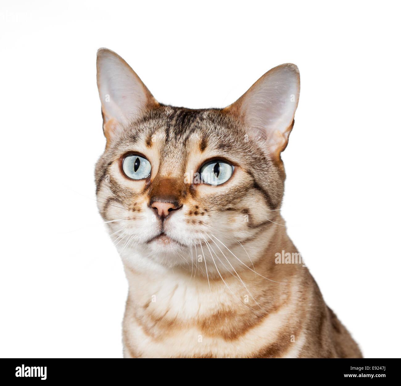 Bengal kitten looking plaintively into air Stock Photo - Alamy
