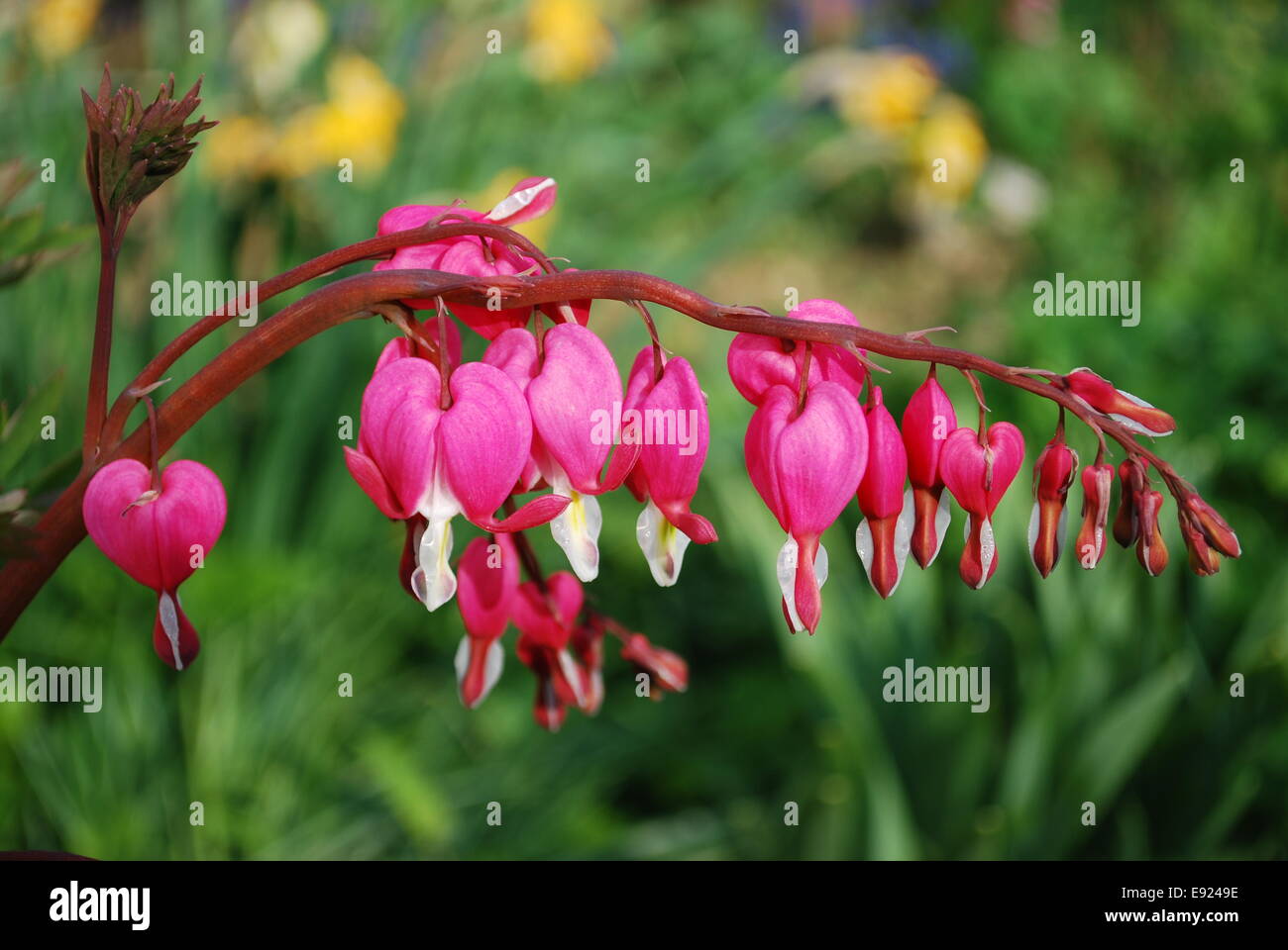 Bleeding rose hi-res stock photography and images - Alamy