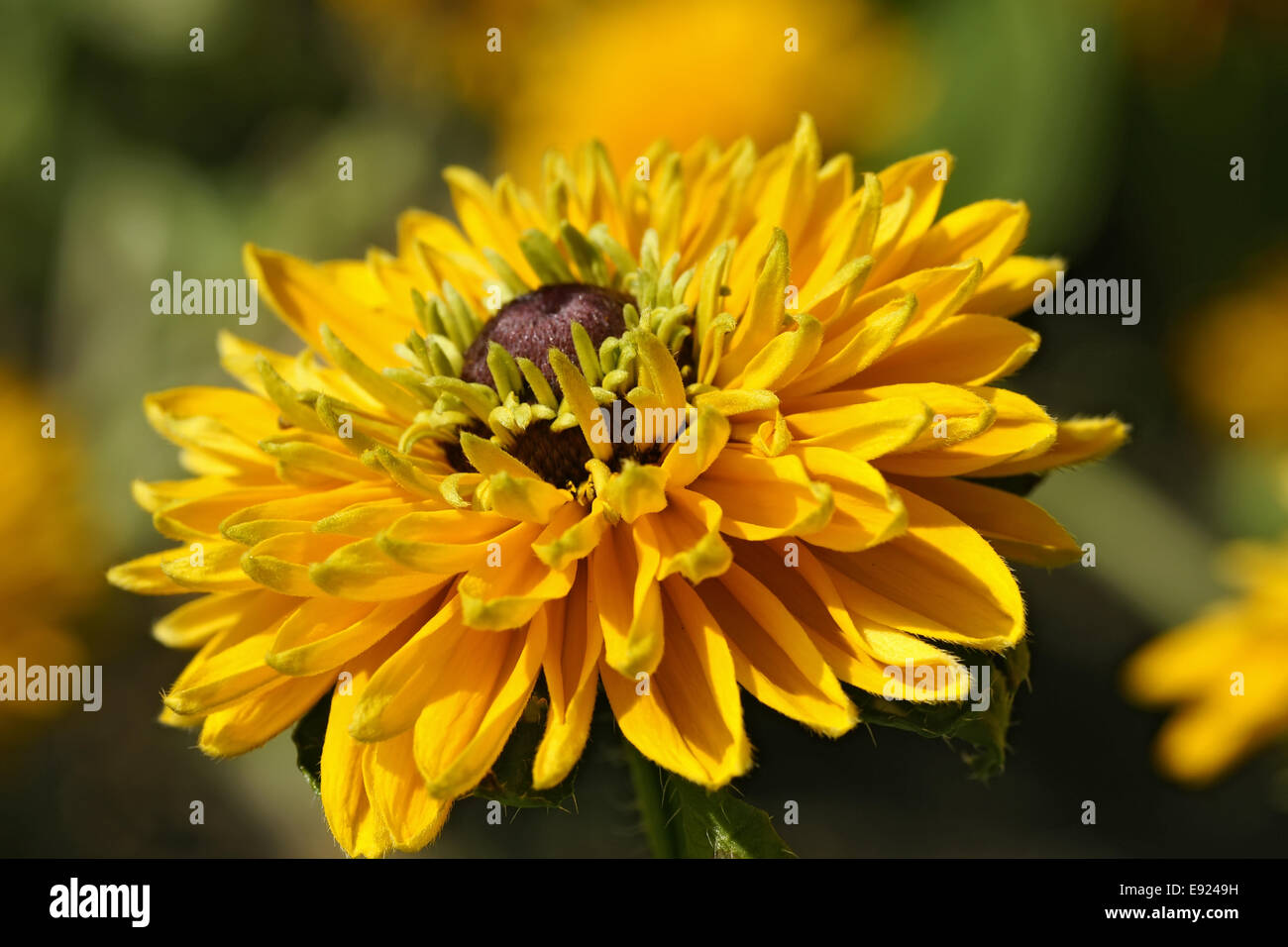 Yellow blooming asteroideae Stock Photo - Alamy