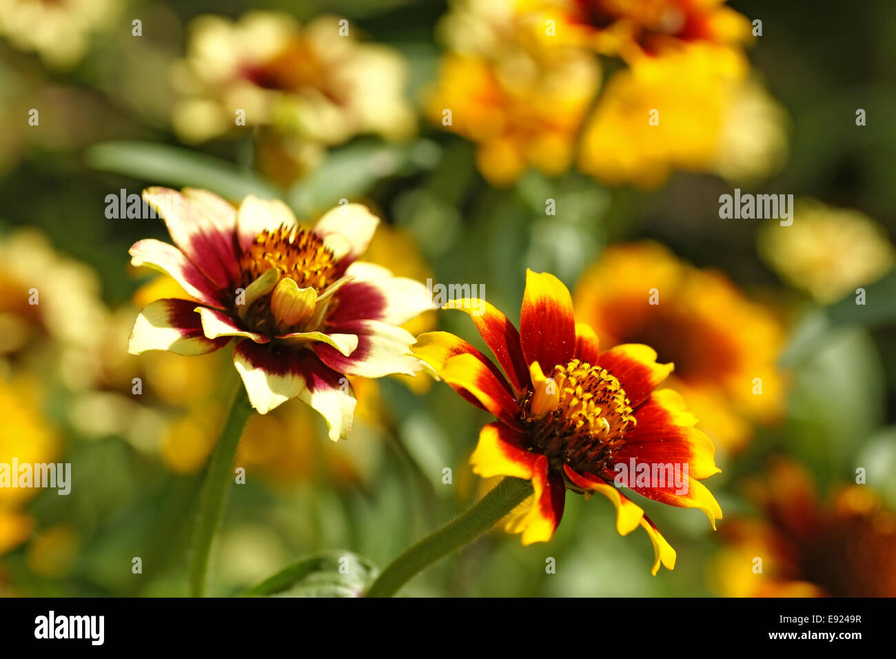 Tagetesart hi-res stock photography and images - Alamy