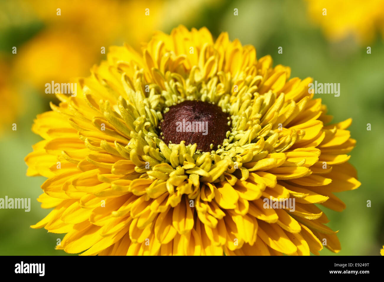 Yellow blooming asteroideae Stock Photo - Alamy