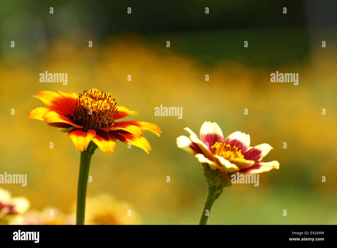 Asteroideae hi-res stock photography and images - Alamy