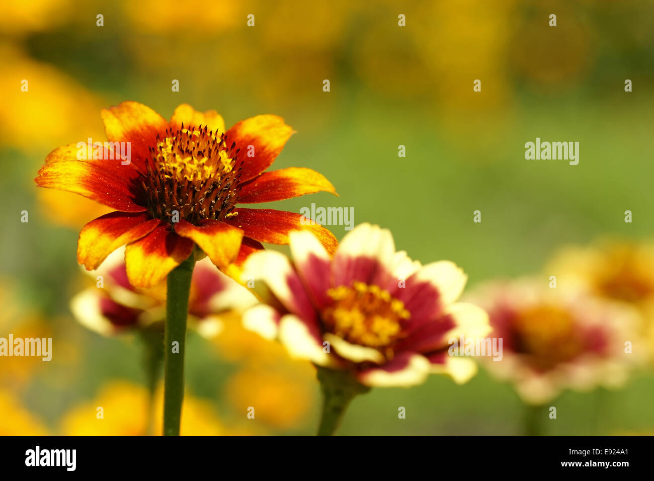 Asteroideae hi-res stock photography and images - Alamy