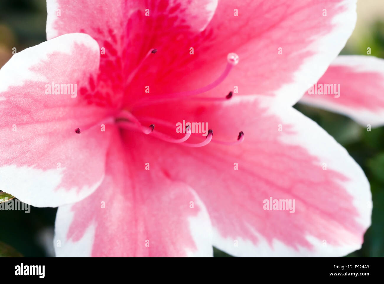 Pink Azalea flower Stock Photo - Alamy