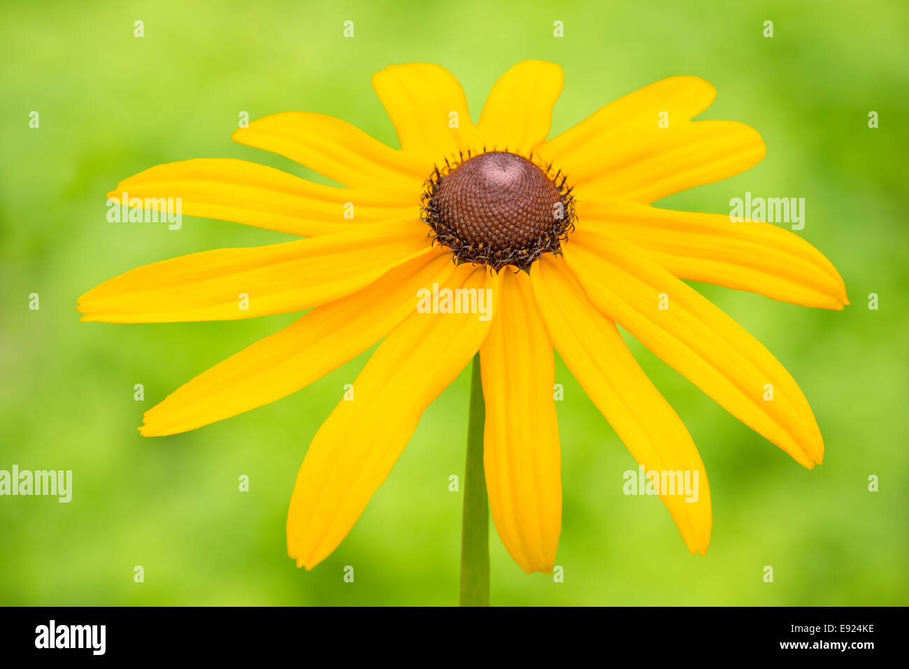 Yellow rudbeckia flower Stock Photo - Alamy