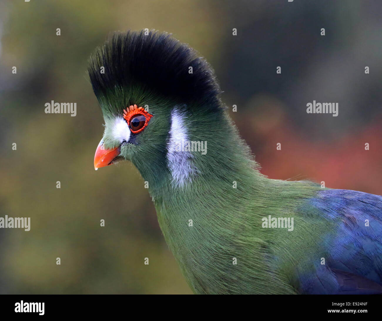 Touraco à joues blanches hi-res stock photography and images - Alamy