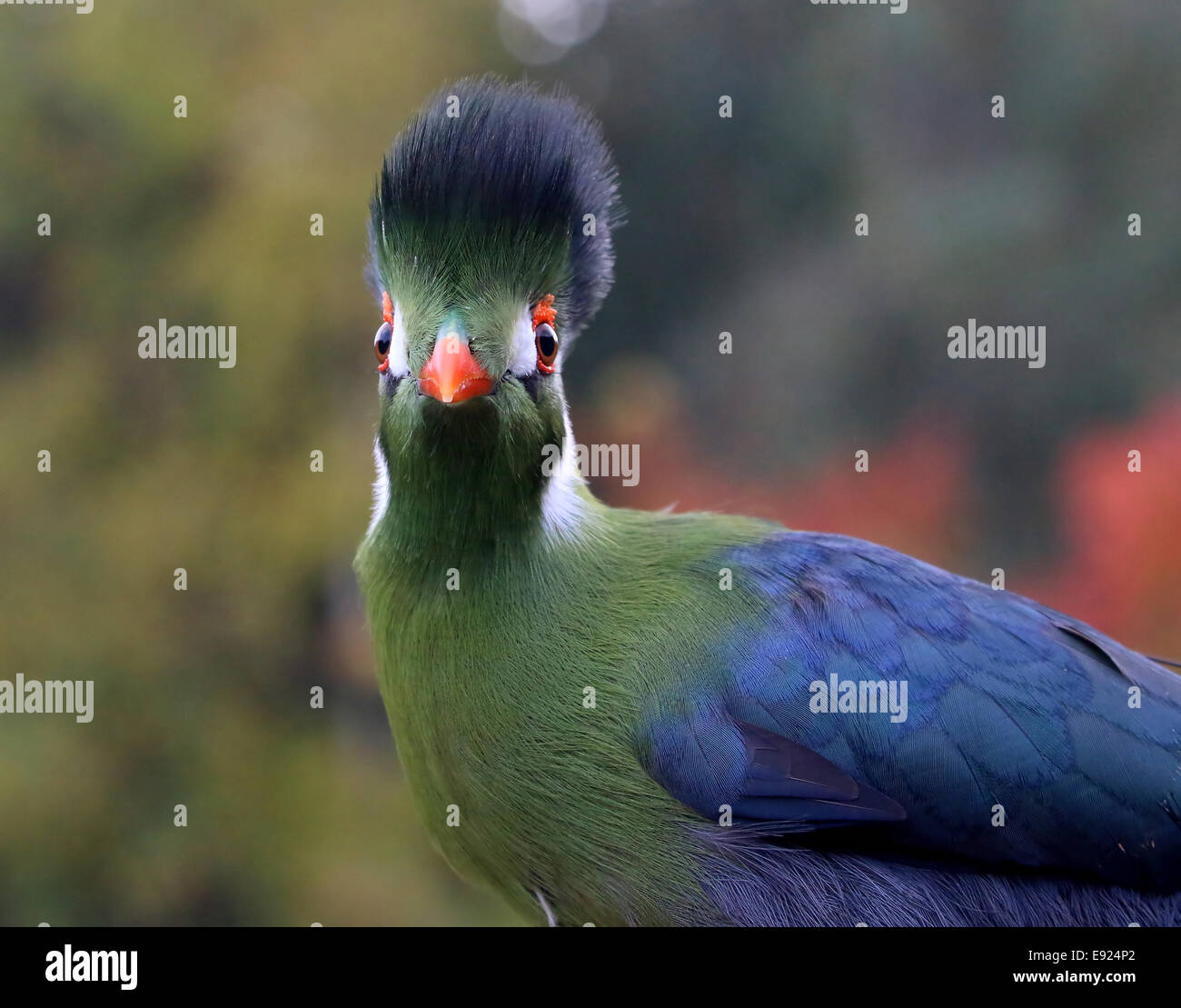 White-cheeked Turaco (Tauraco leucotis Stock Photo - Alamy