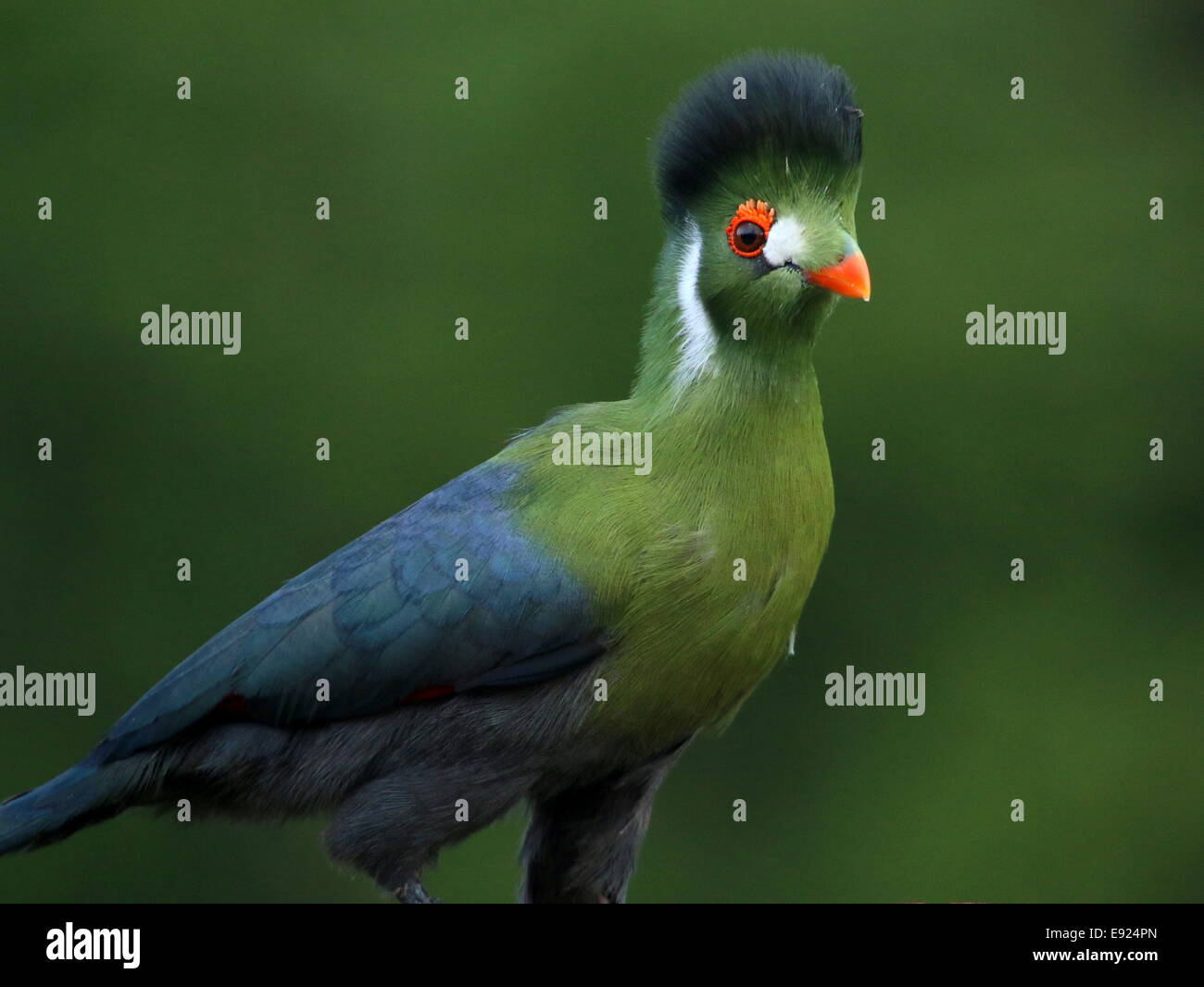 White-cheeked Turaco (Tauraco leucotis) against a green background ...