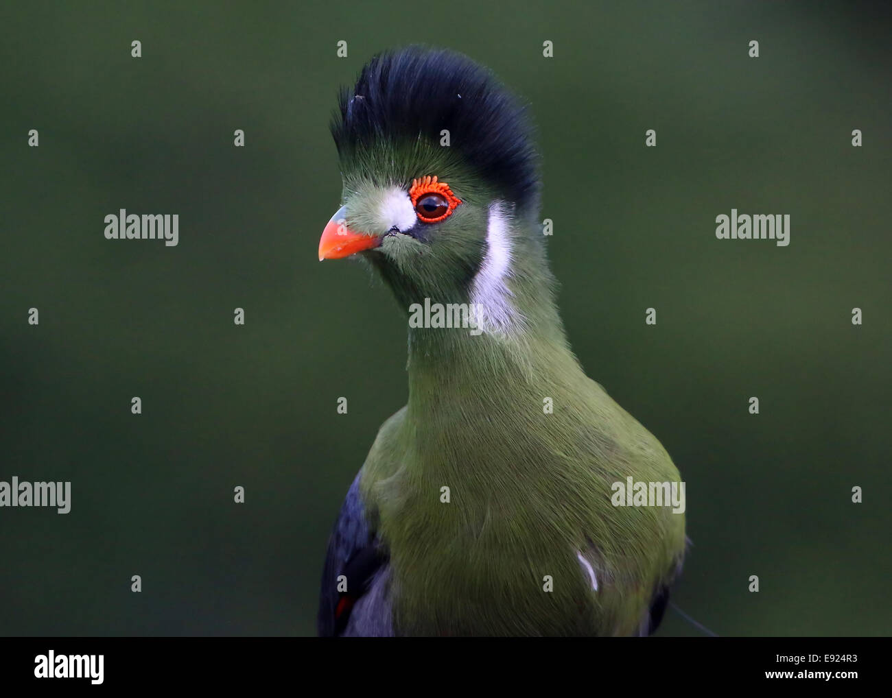 Male white-cheeked Turaco (Tauraco leucotis) detailed close-up of the ...