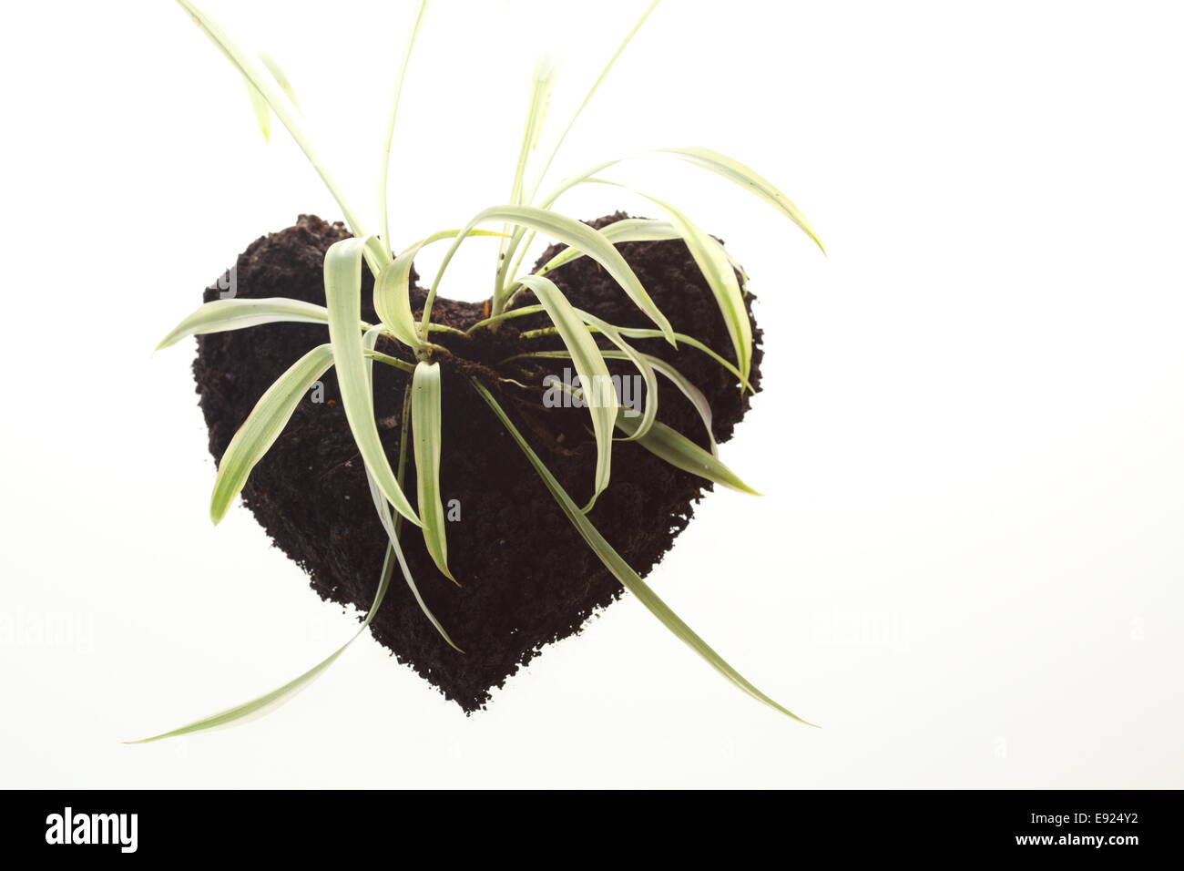 Heart shape sprout hi-res stock photography and images - Alamy