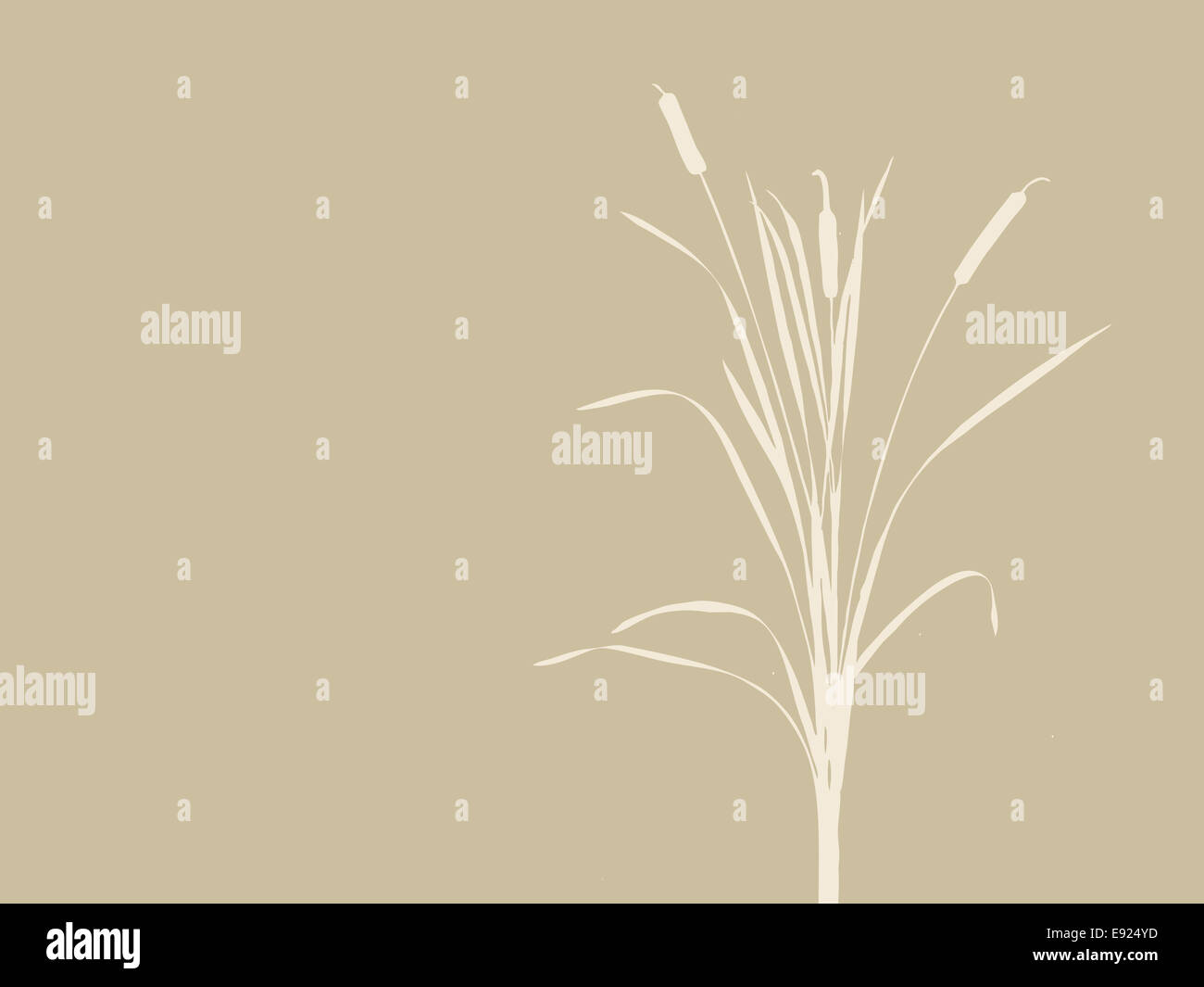 bulrush silhouette on brown background Stock Photo - Alamy