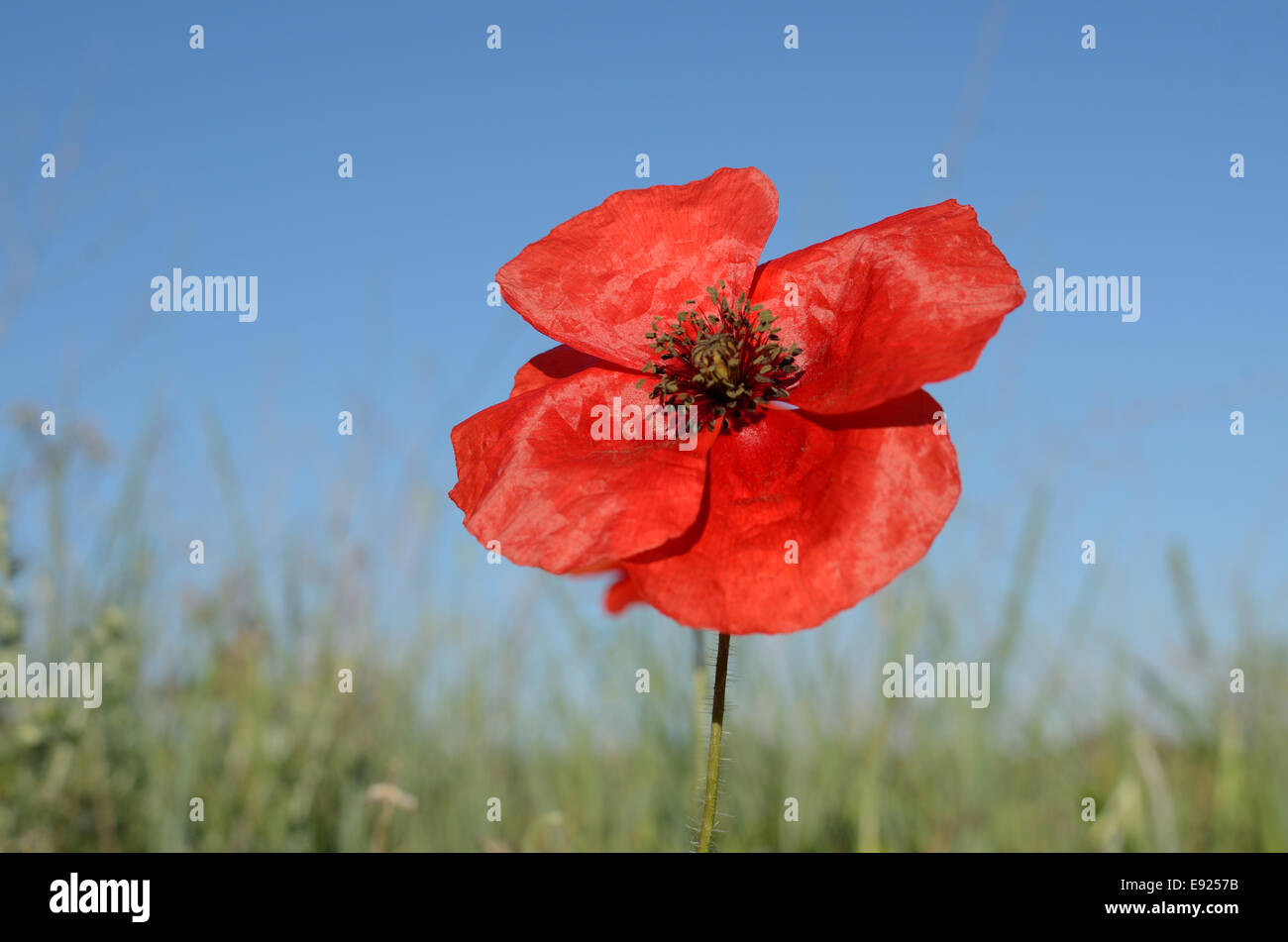 Poppy corner hi-res stock photography and images - Alamy