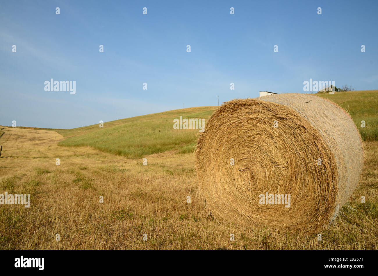 Farmland weed hi-res stock photography and images - Alamy